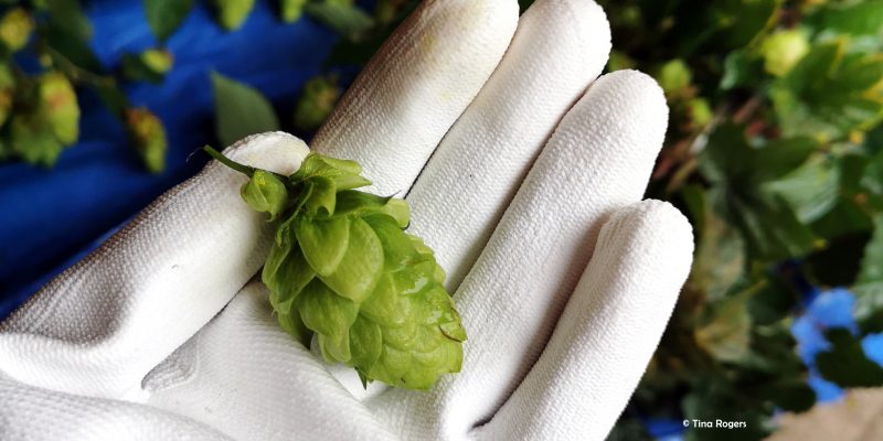 Beer experience: picking fresh hops | 010 Beer Blog